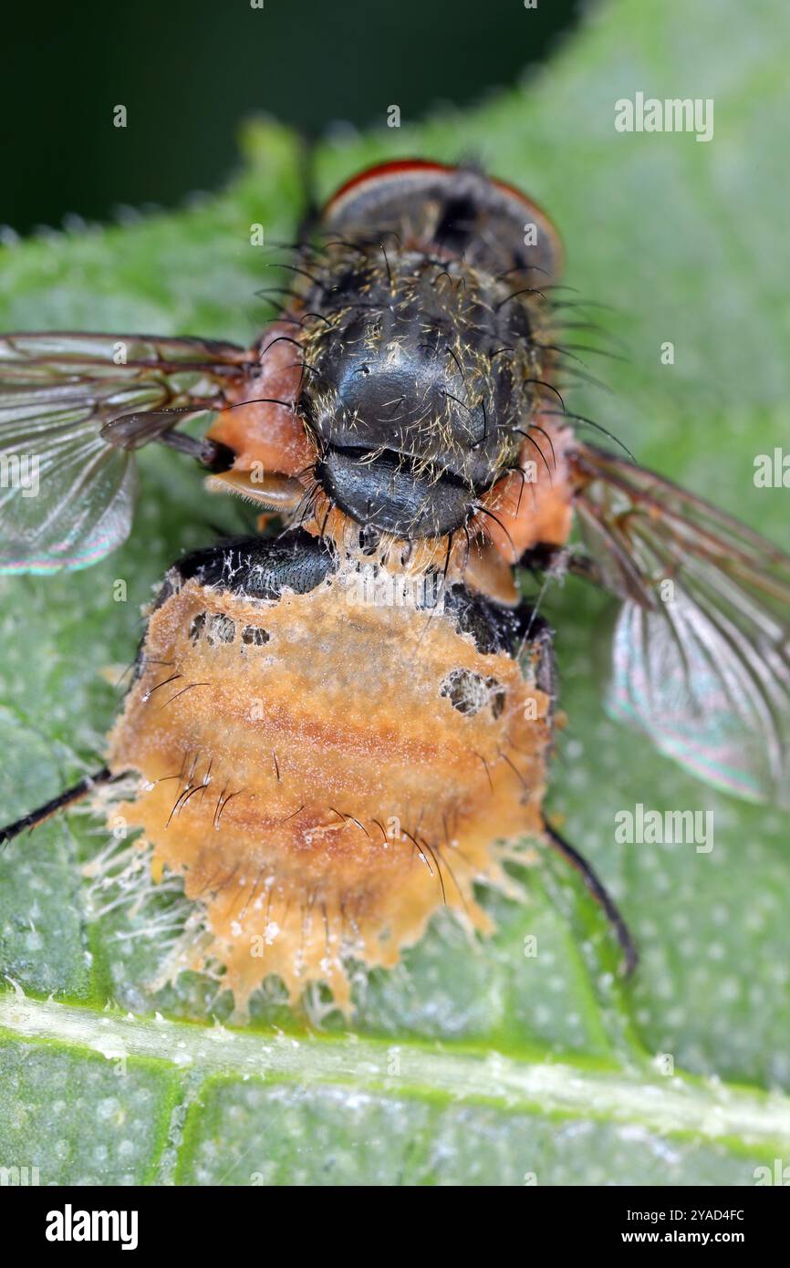Parasitic mold on a dead fly, Entomophthora muscae. Biological method ...