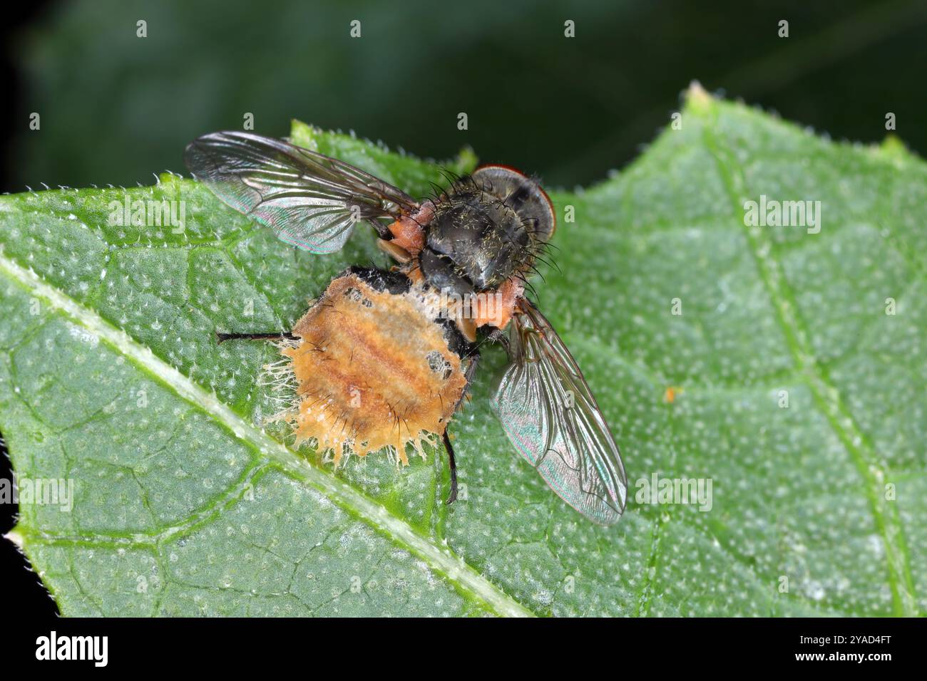 A fly killed by the pathogenic fungus Entomophthora muscae aka Fly ...
