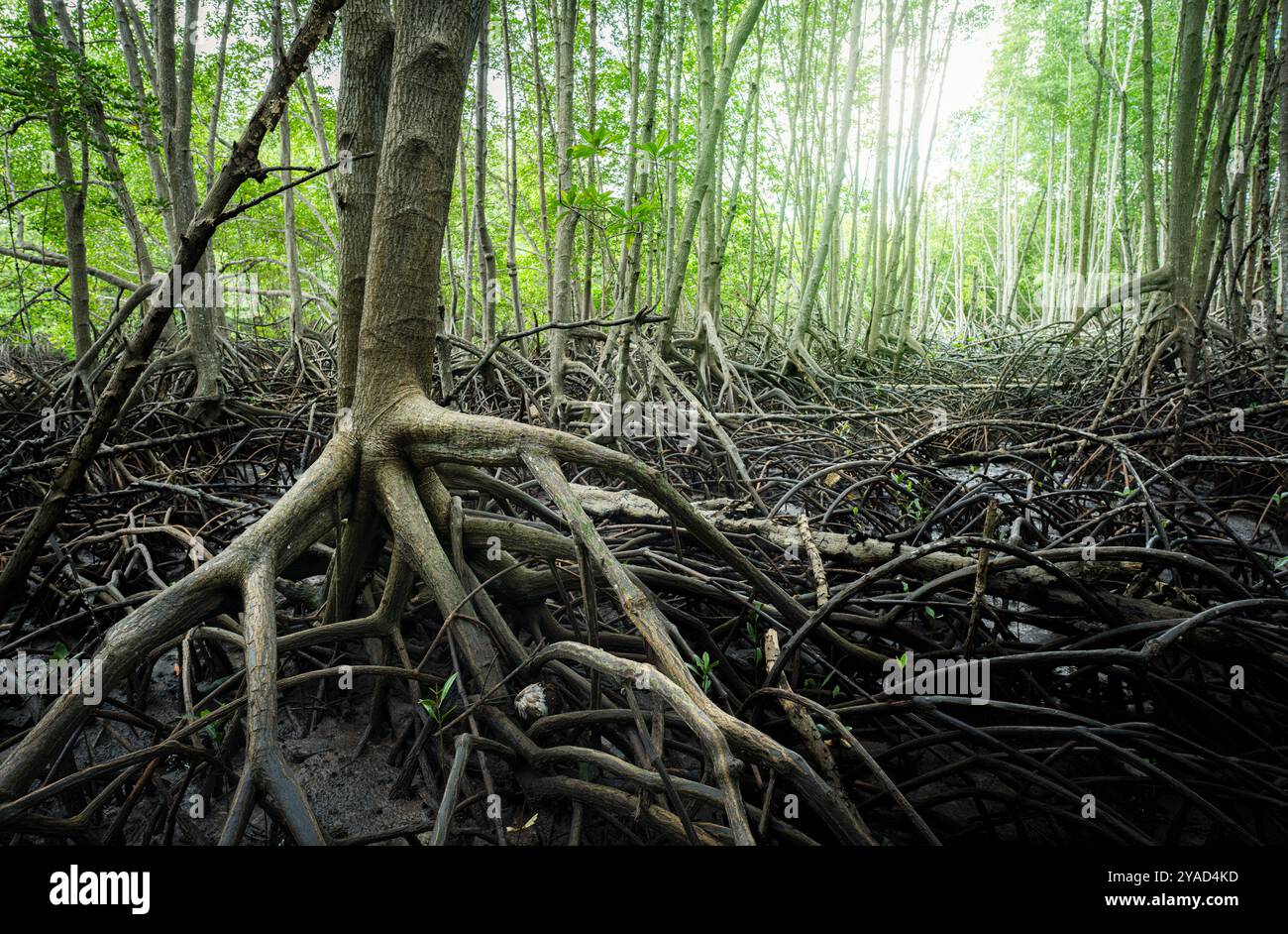 Mangrove Forest Mangrove Root System In Tropical Coastal Wetlands