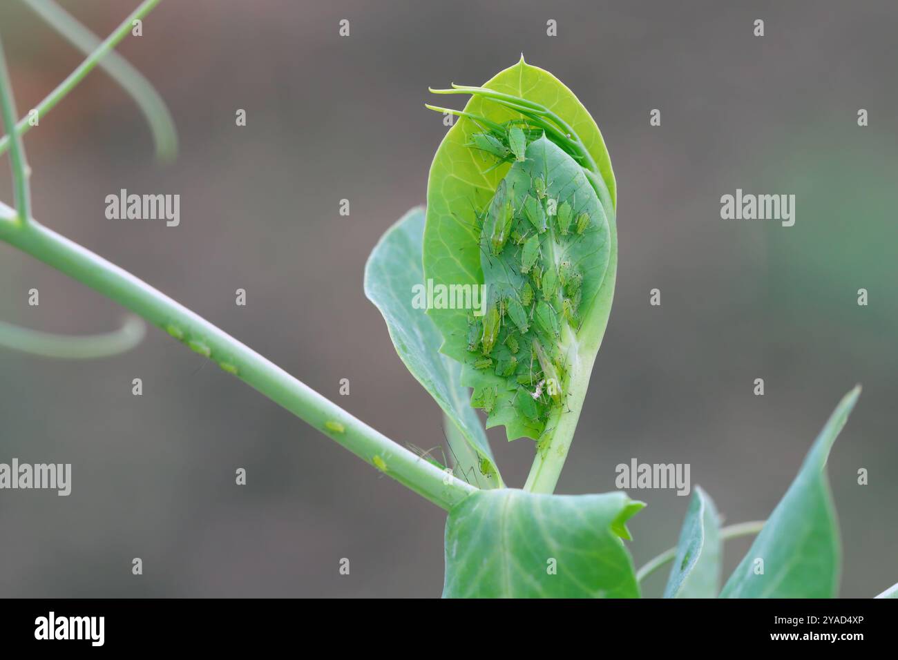 Pea aphid Acyrthosiphon pisum colony on young pea leaf Stock Photo - Alamy