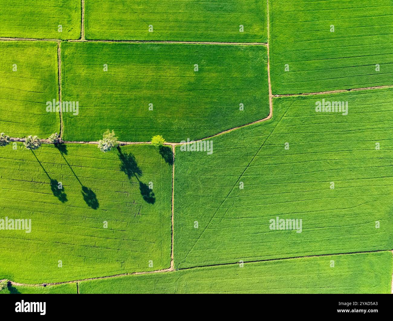 Aerial view of lush green rice field with sugar palm trees. Sustainable ...