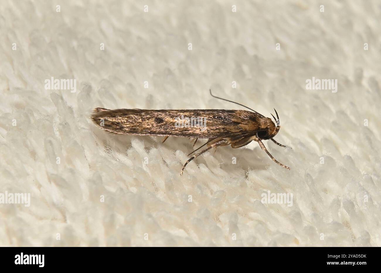 Moths attracted to light hi-res stock photography and images - Alamy