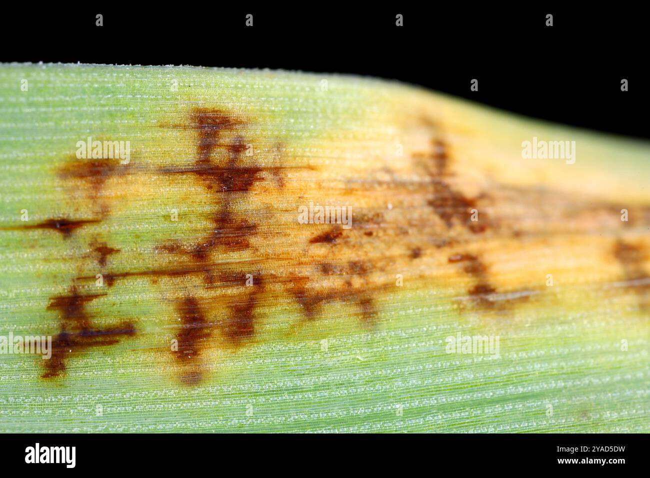 Net blotch Pyrenophora teres lesions on seedling barley leaves. High ...