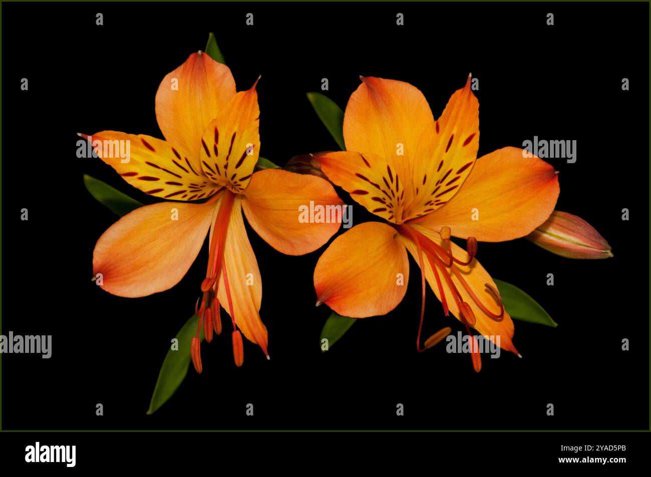 Originated in peruvian mountains hi-res stock photography and images ...