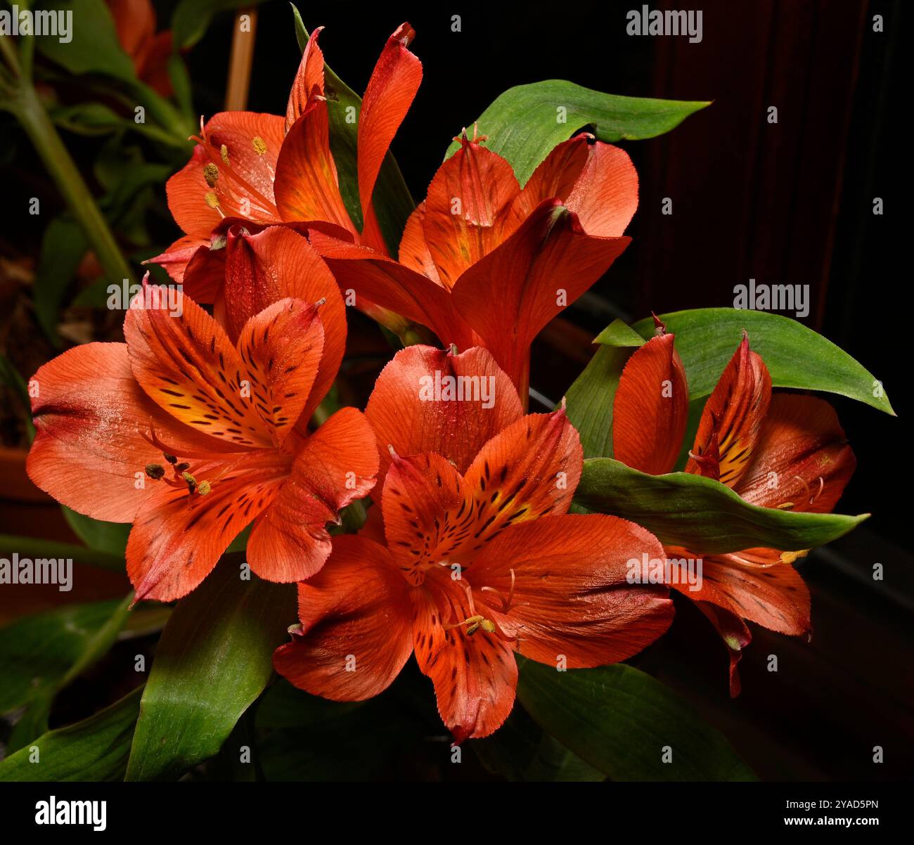 Alternate plant pots hi-res stock photography and images - Alamy