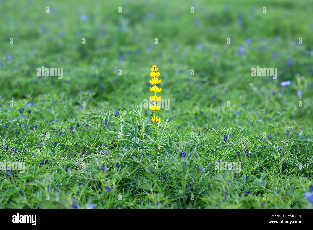 A single flowering yellow lupine plant in a field of narrow-leafed ...