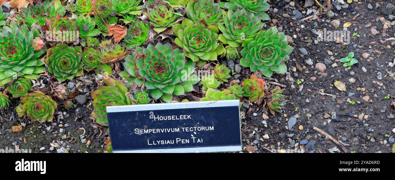 House leek plant with label (sempervivum tectorum) at Cowbridge Physic ...