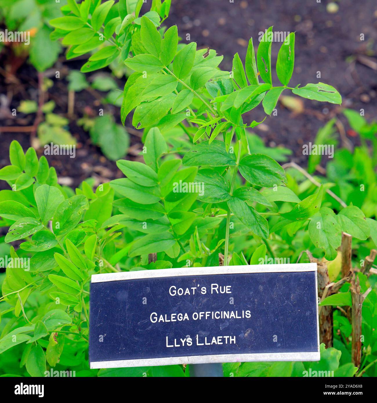 Goat's Rue plant with label. Taken October 2024 Stock Photo - Alamy