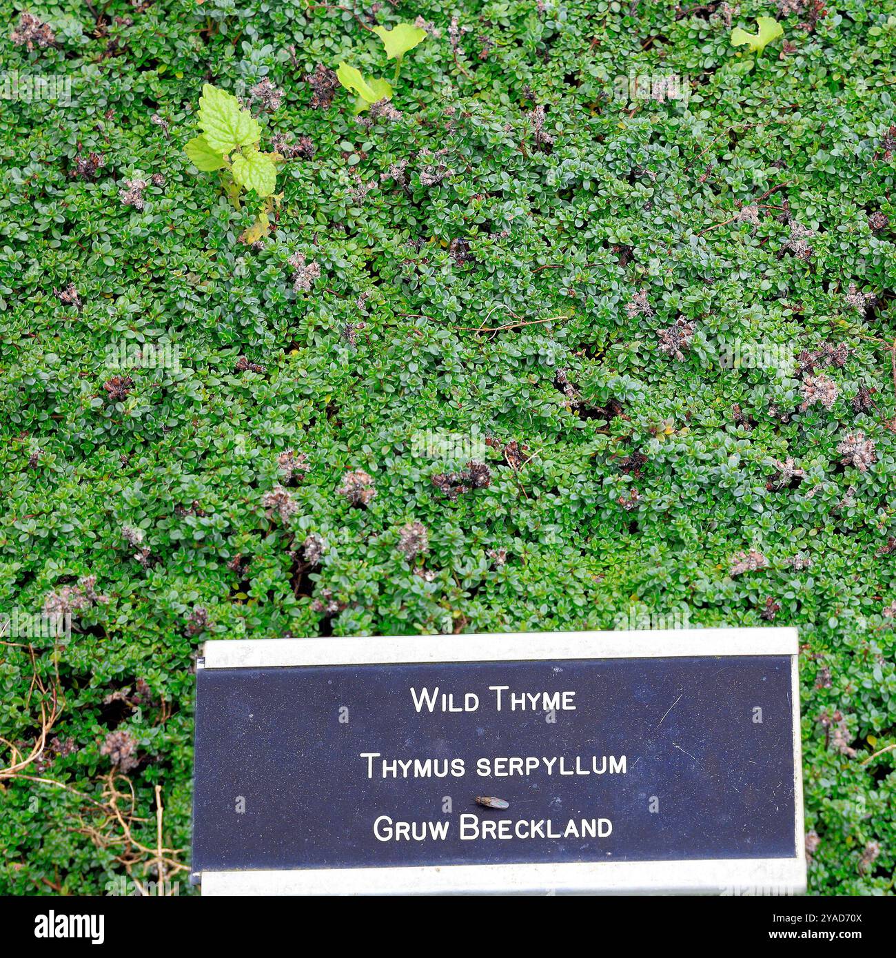 Wild Thyme - Thymus Serpyllum - with label. Gruw Breckland. Taken ...