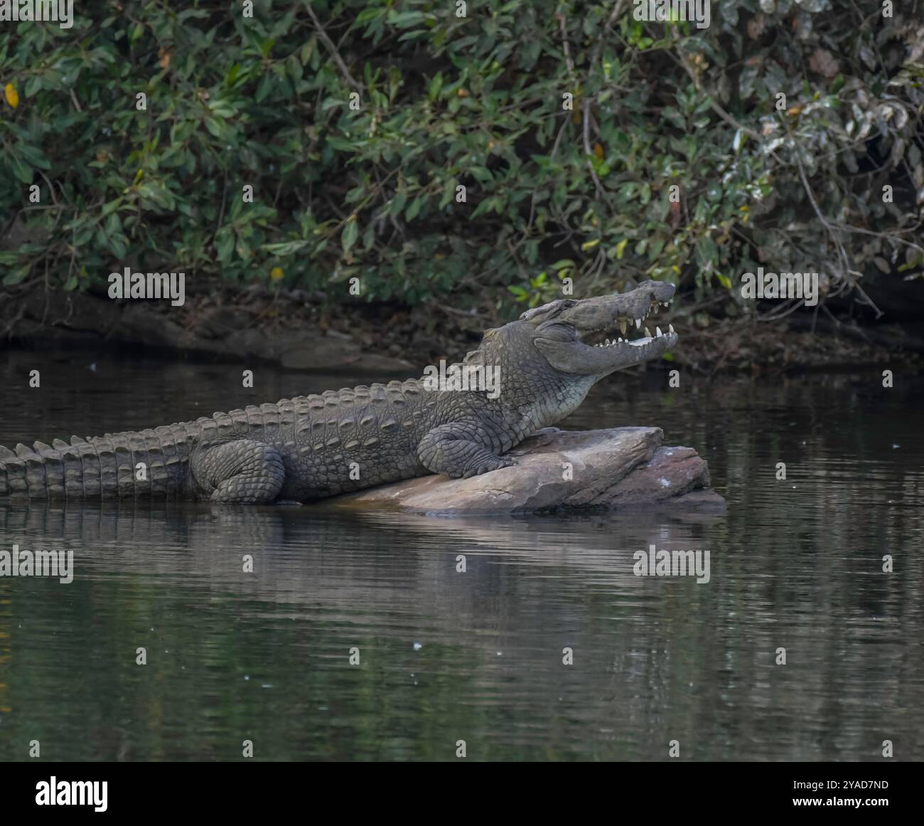 Ranganathittu Bird Sanctuary, is a bird sanctuary in the Mandya ...