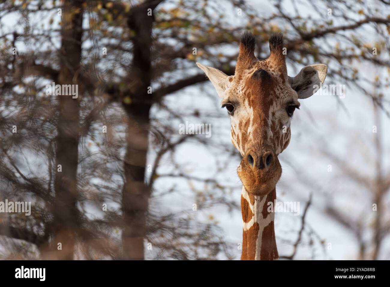 Reticulated giraffa, Giraffa camelopardalis reticulata, Girraffidae ...