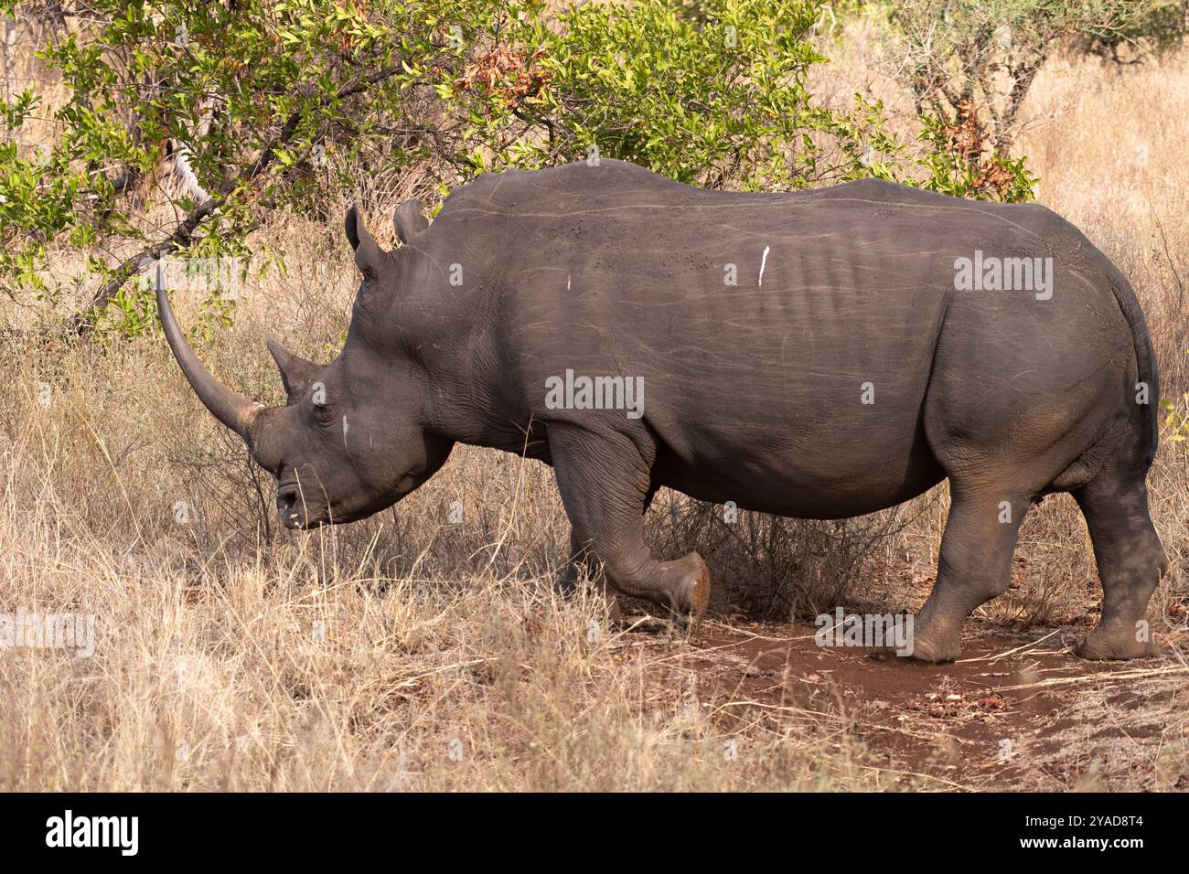 White Southern rihinoceros, Rhinocerontidae, Meru National Park, Kenya ...