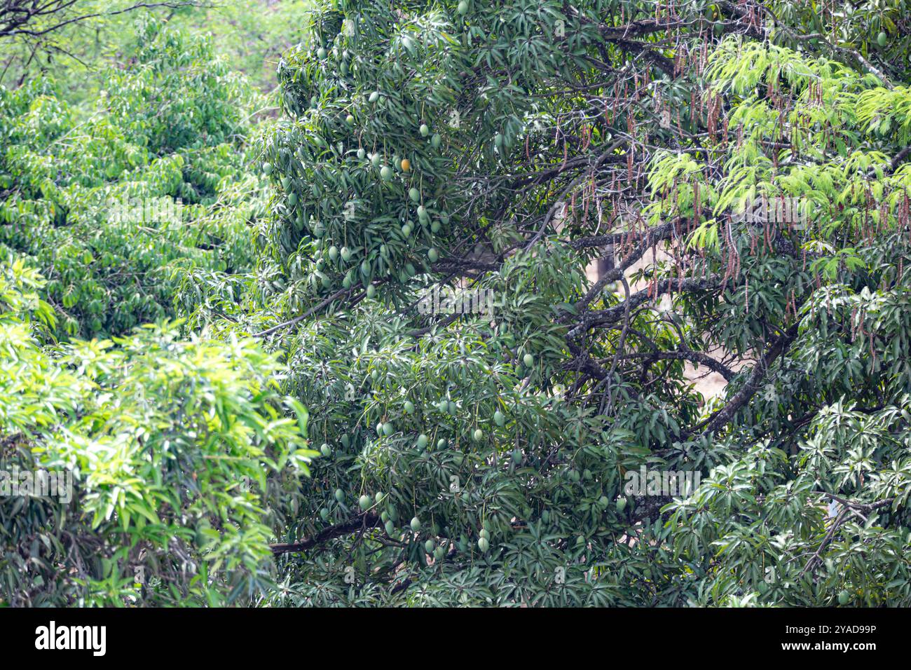 Tree laden with tropical mango fruits Stock Photo - Alamy