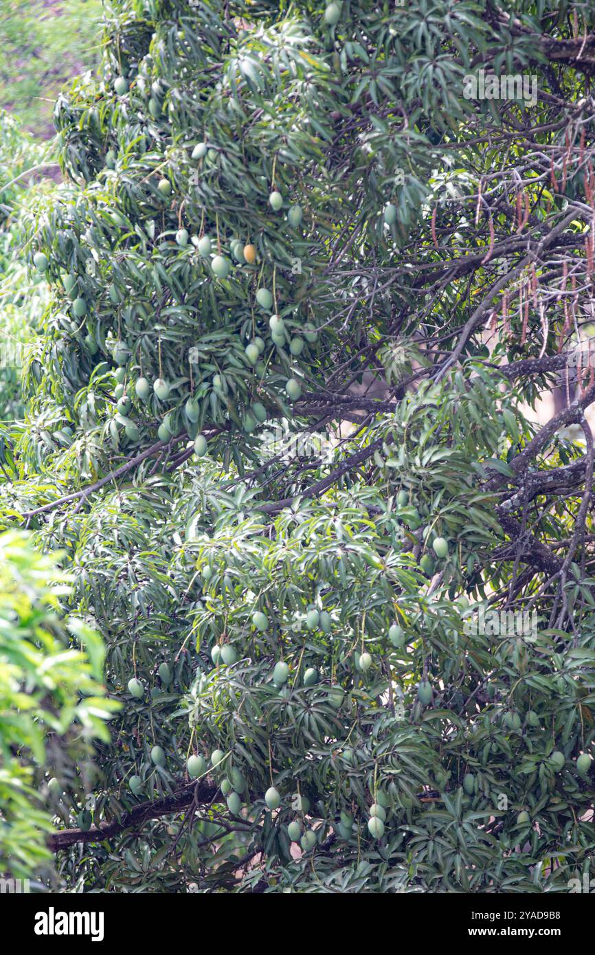 Mago fruit hi-res stock photography and images - Alamy