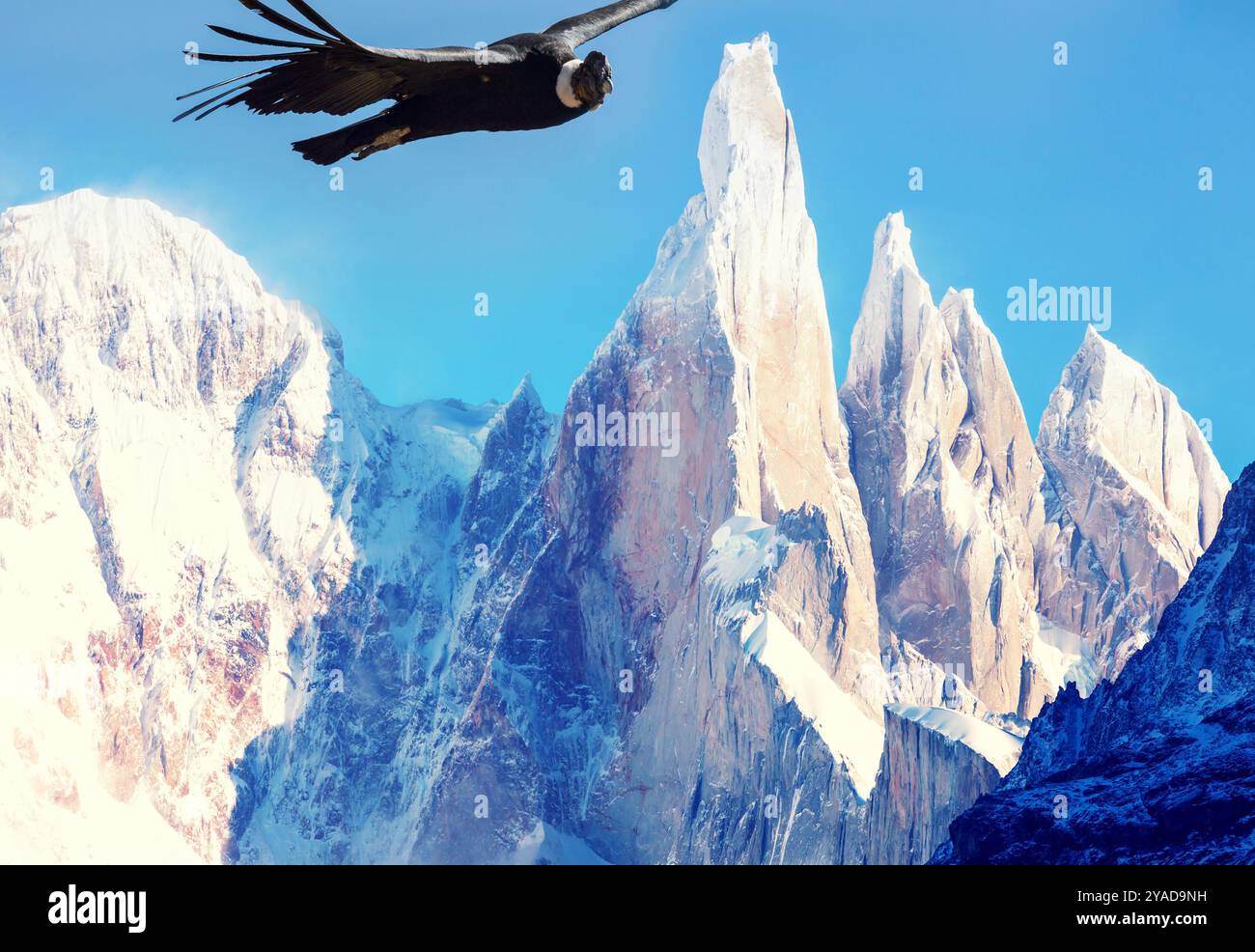 Andean Condor flying over Cerro Torre peak, Patagonia, Argentina Stock ...