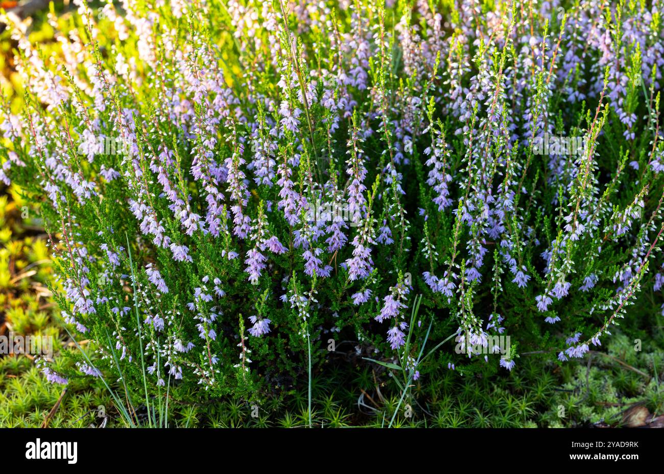 Heather and wildflowers hi-res stock photography and images - Alamy