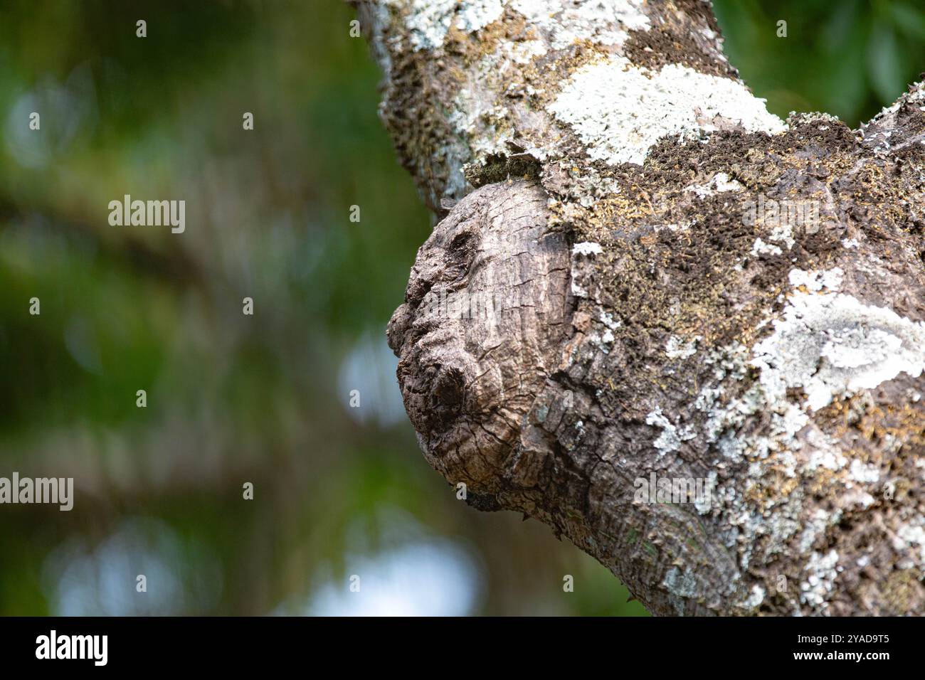 Ghostly structure in the shape of a human face on the trunk of an old ...
