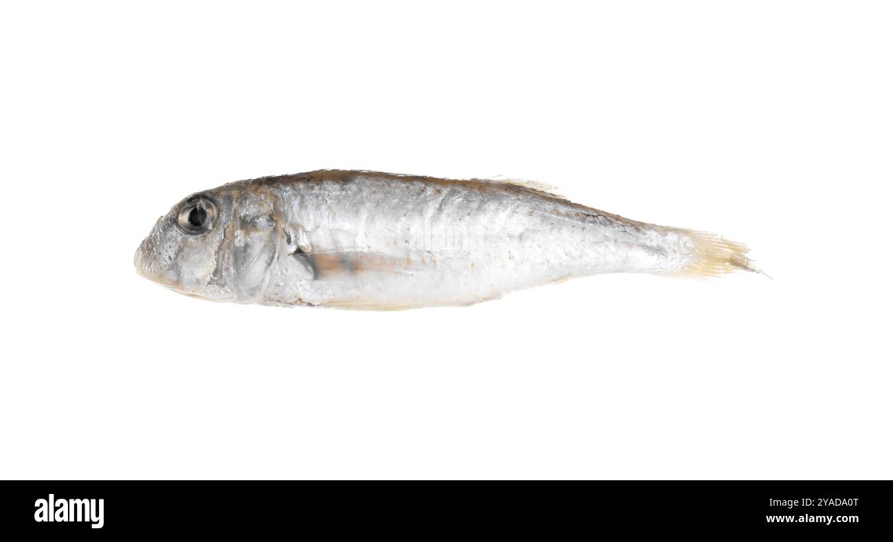 Fresh seafood fish market goatfish hi-res stock photography and images ...