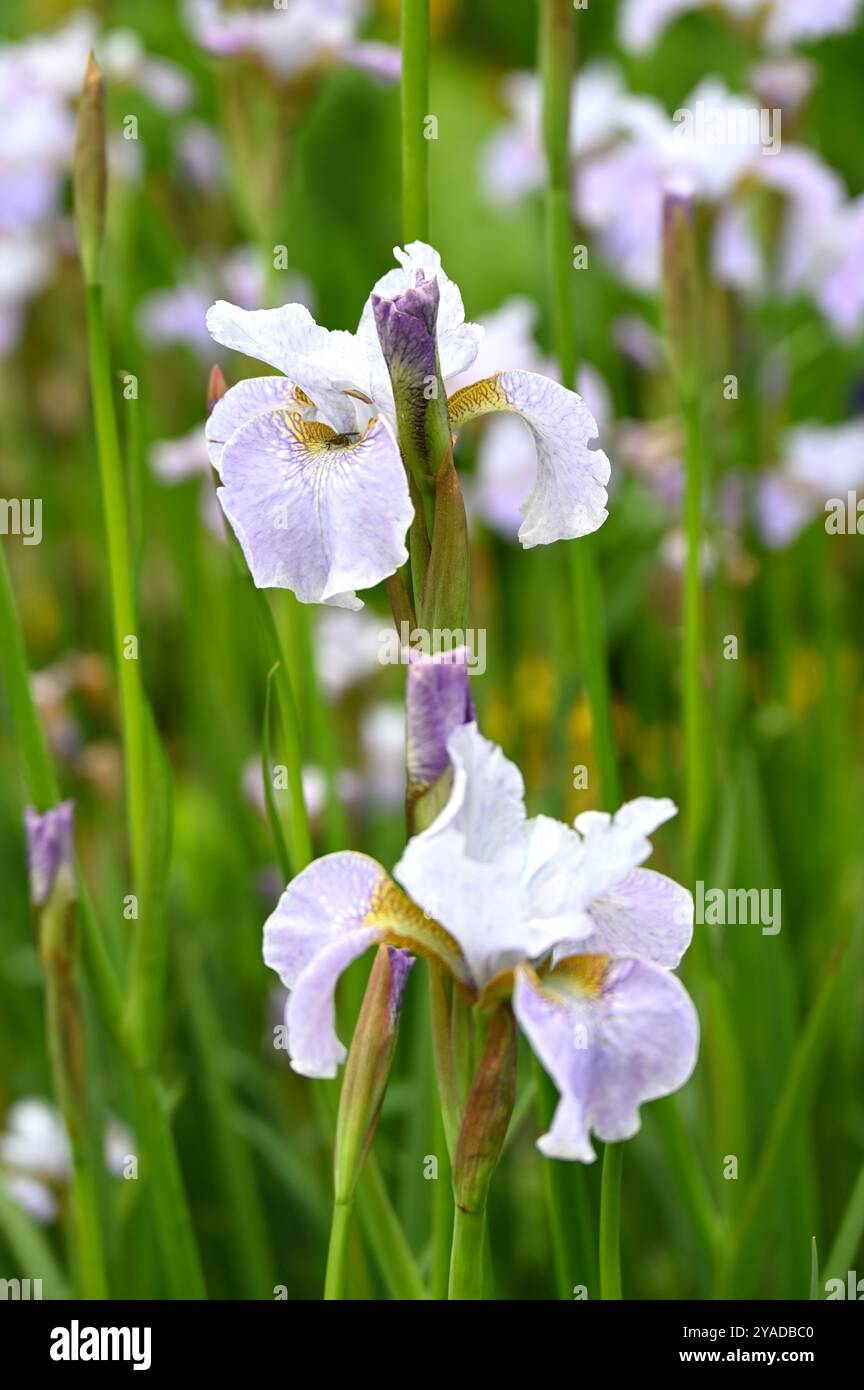 Pale mauve spring flowers of Siberian iris Iris sibirica 'Lavendelturm ...