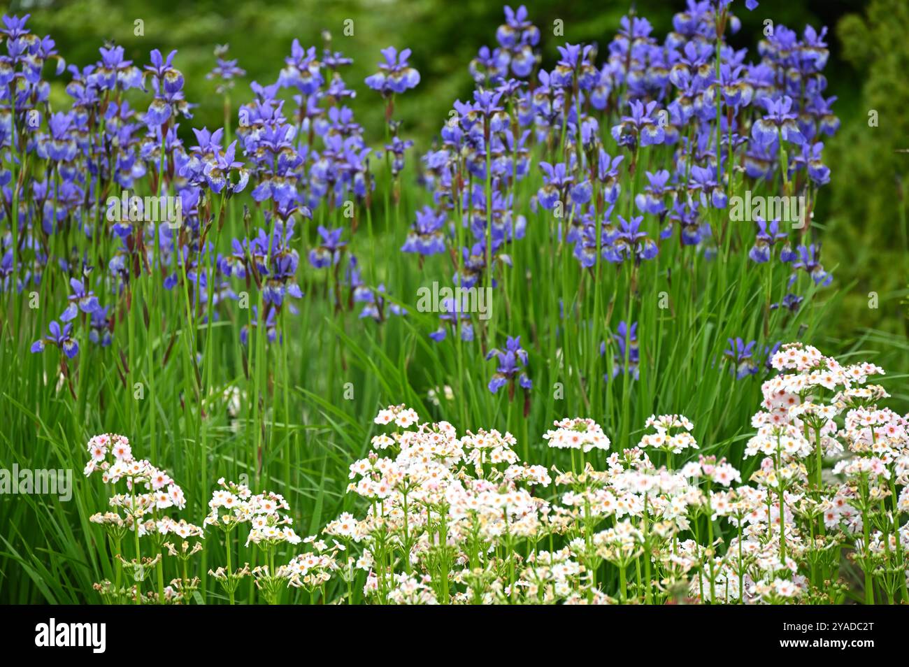 Blue spring flowers of Iris sibirica and white candelabra primroses ...