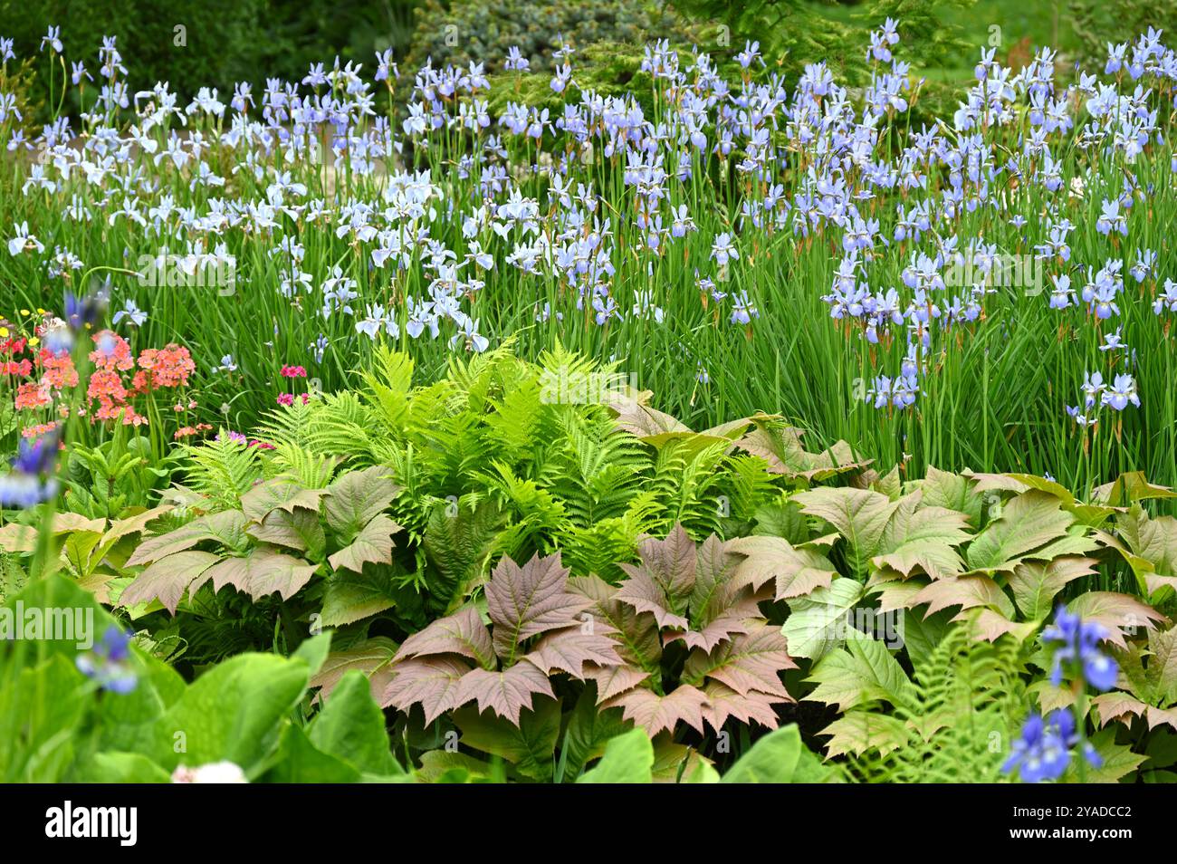 Blue spring flowers of Iris sibirica, ferns, rodgersia and candelabra ...