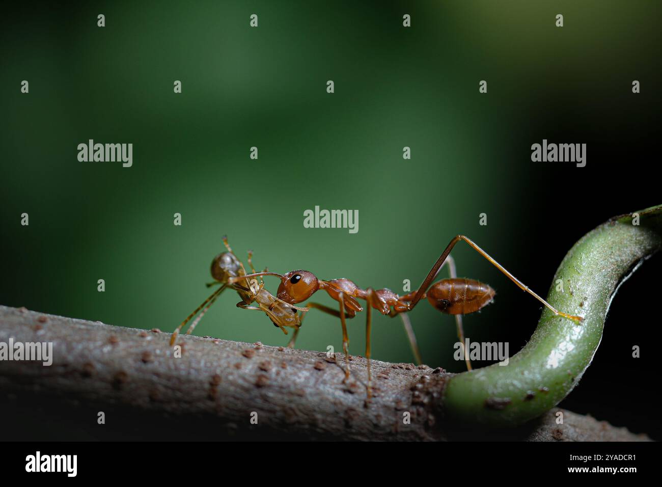 Away ant hi-res stock photography and images - Alamy