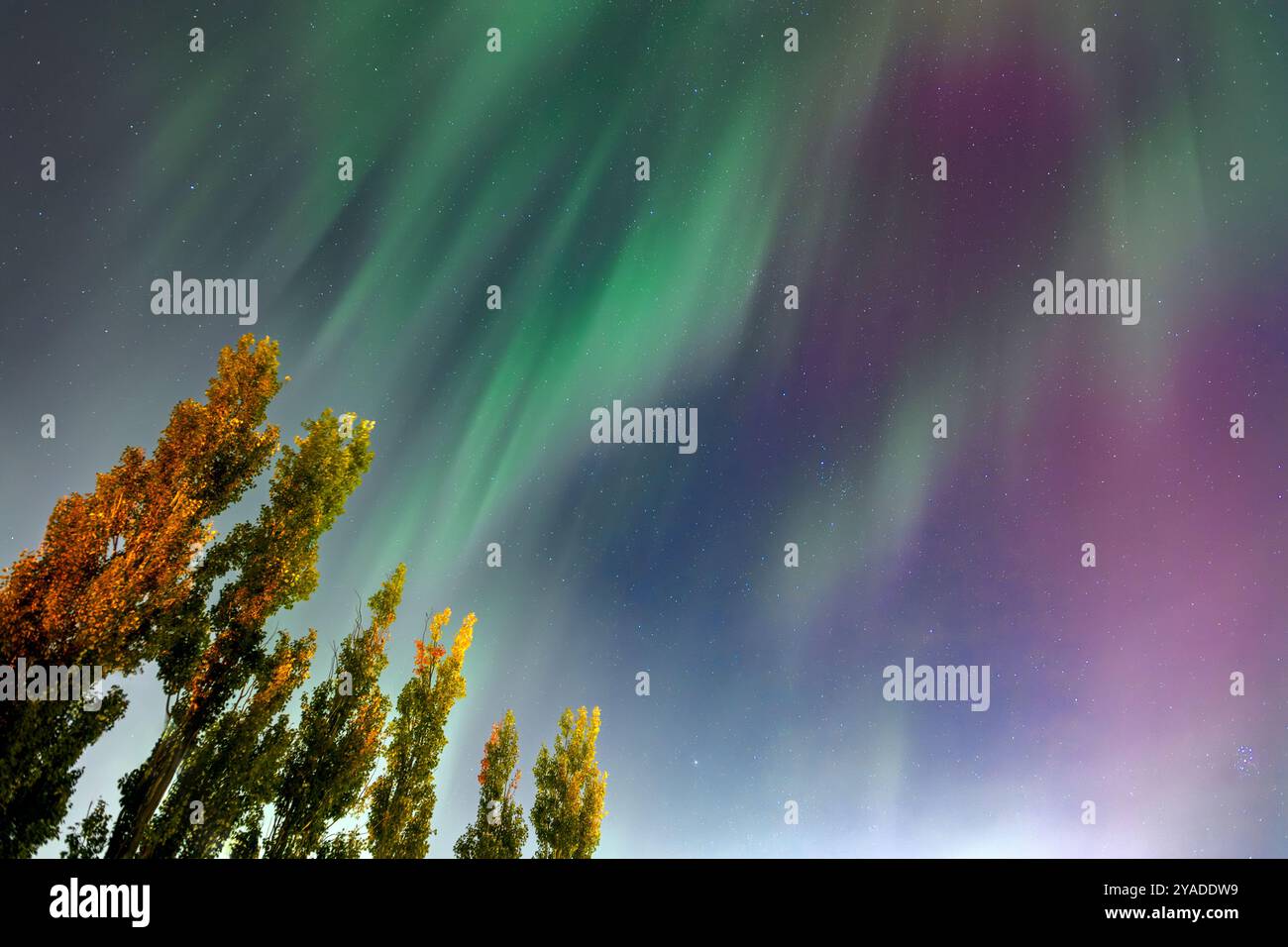 Vibrant Northern Lights display with fall autumn trees (tower poplar ...