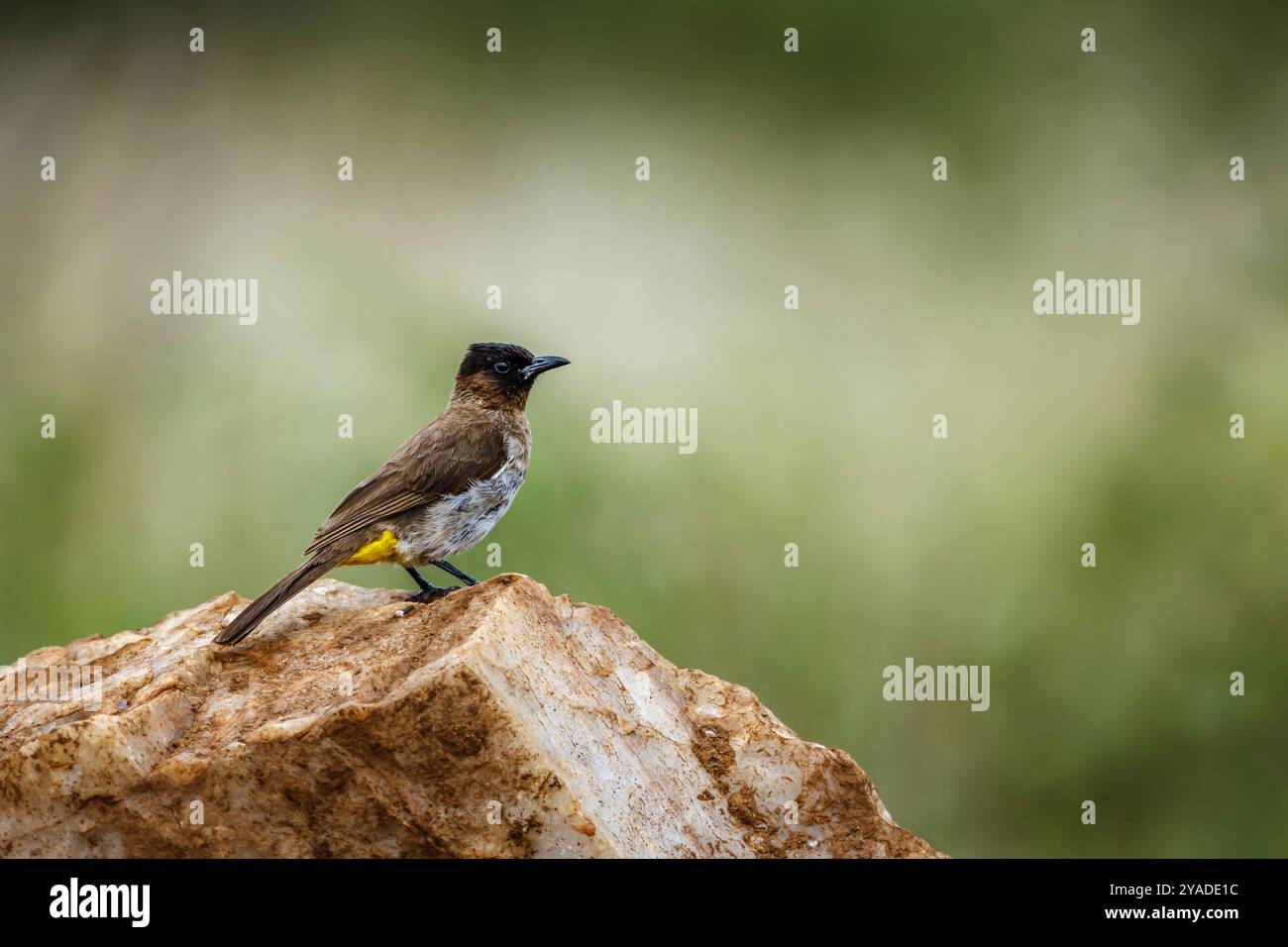 Dark capped Bulbul standiing on a rock isolated in natural background ...