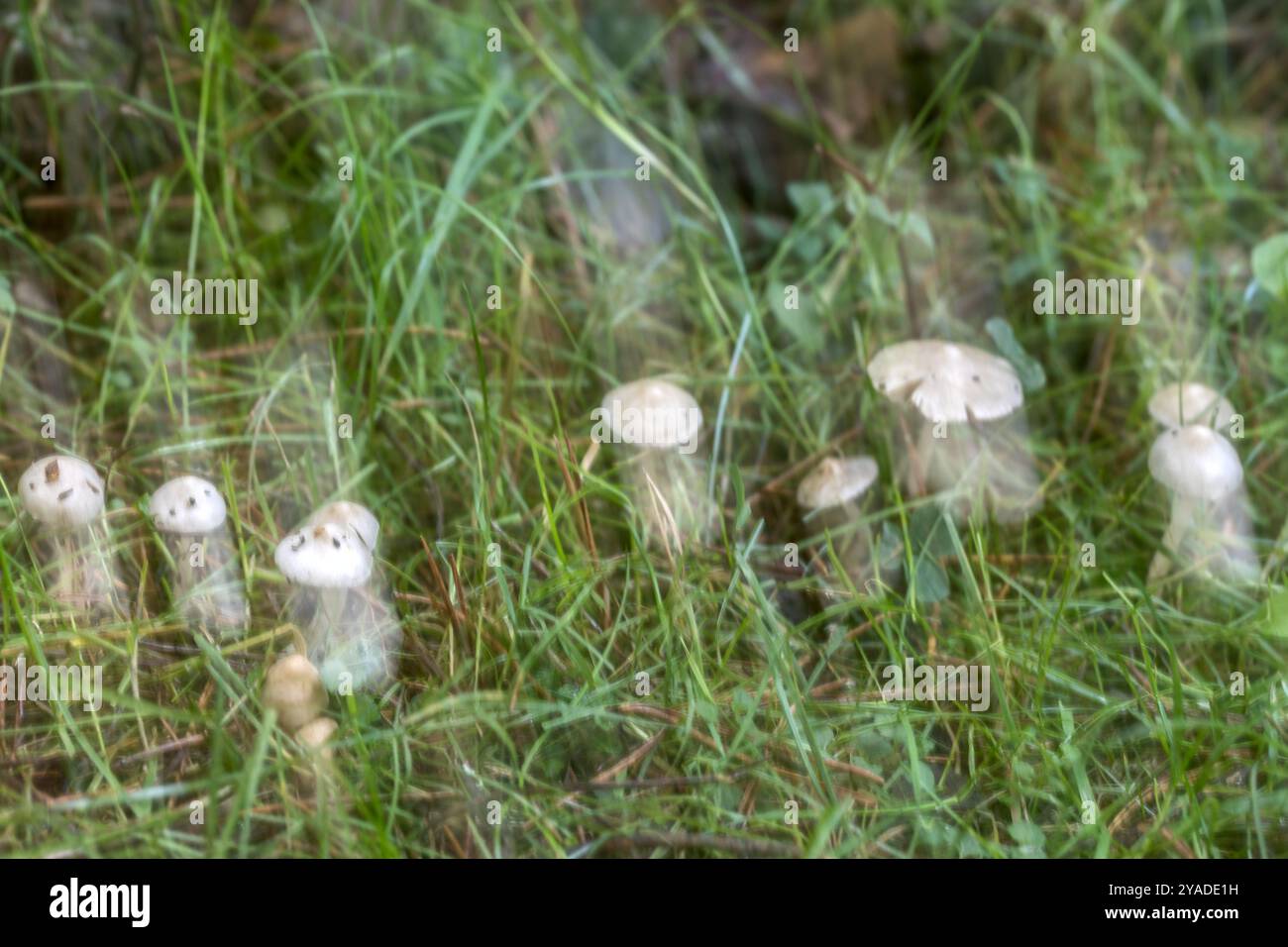 Deadly fibrecap mushroom hi-res stock photography and images - Alamy