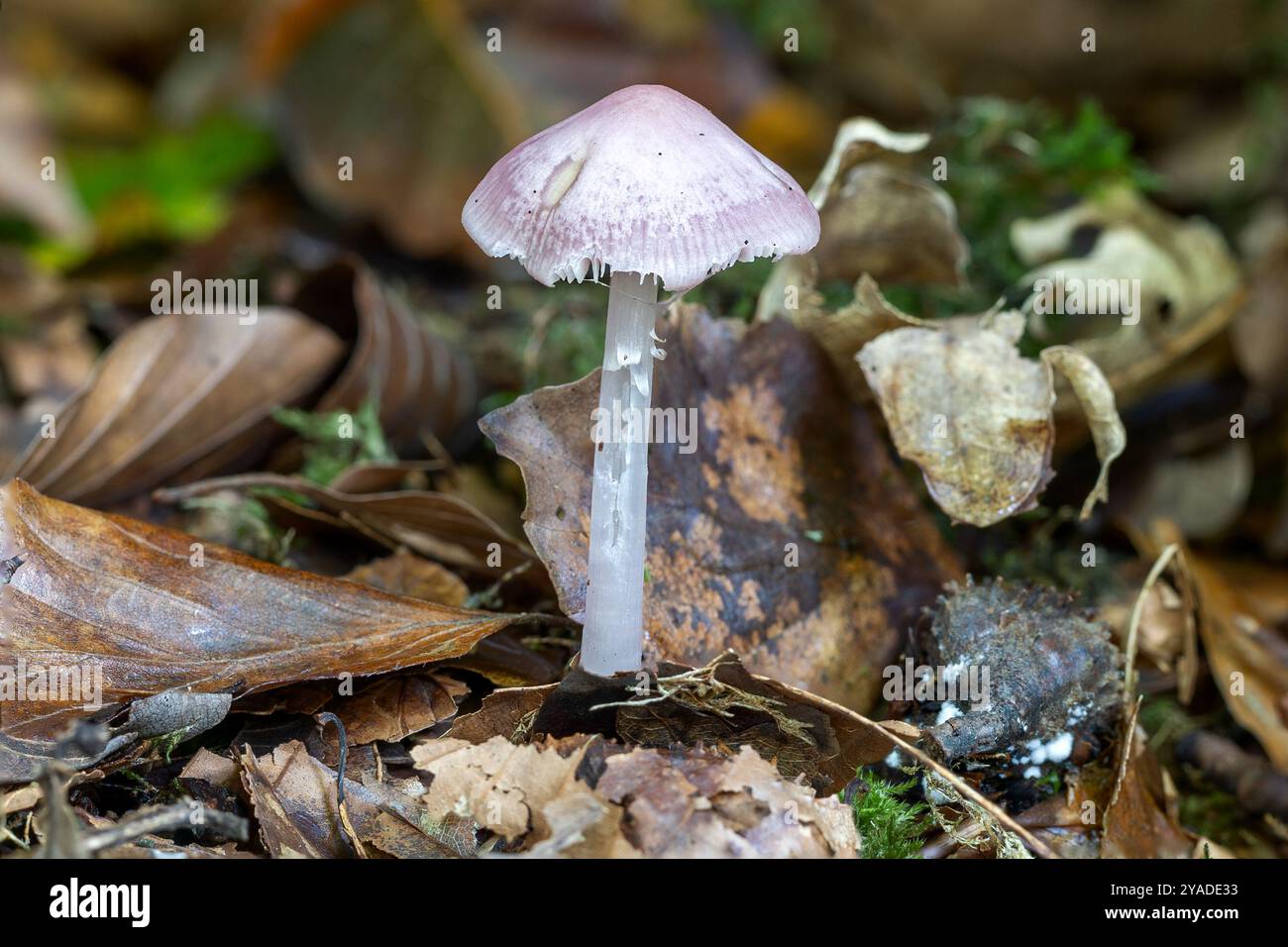 Mycena pura lilac bonnet hi-res stock photography and images - Alamy