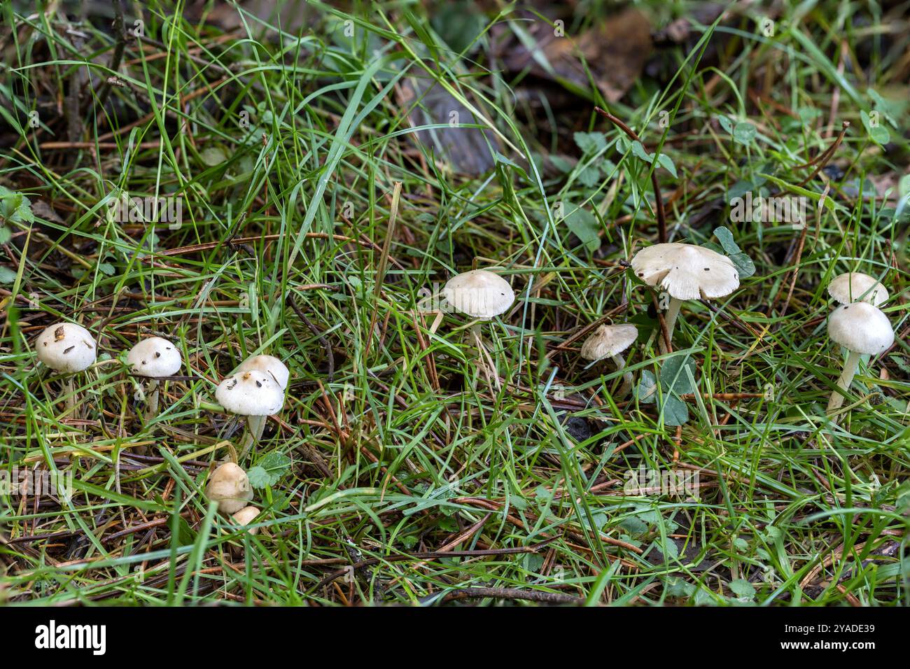 Deadly fibrecap mushroom hi-res stock photography and images - Alamy