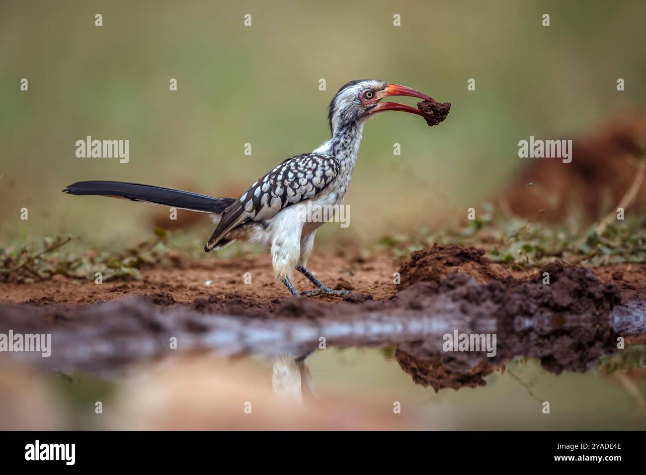 Southern Red billed Hornbill ground level collecting mud in Kruger ...