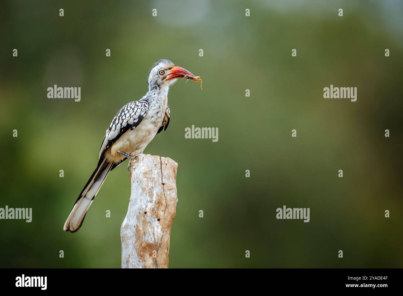 Southern Red billed Hornbill eating a bug isolated in natural ...