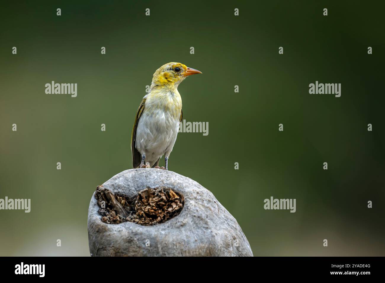 Red headed weaver standing on log isolated in blur background in Kruger ...