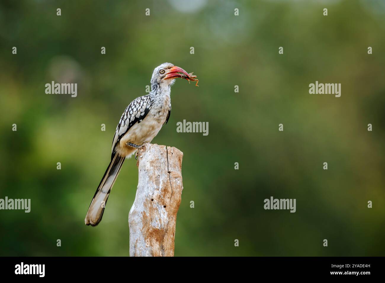Southern Red billed Hornbill eating a bug isolated in natural ...