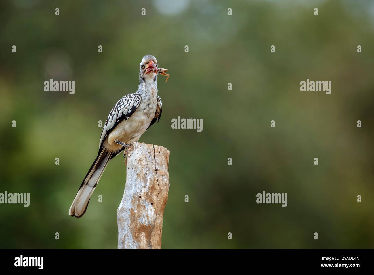 Southern Red billed Hornbill eating a bug isolated in natural ...