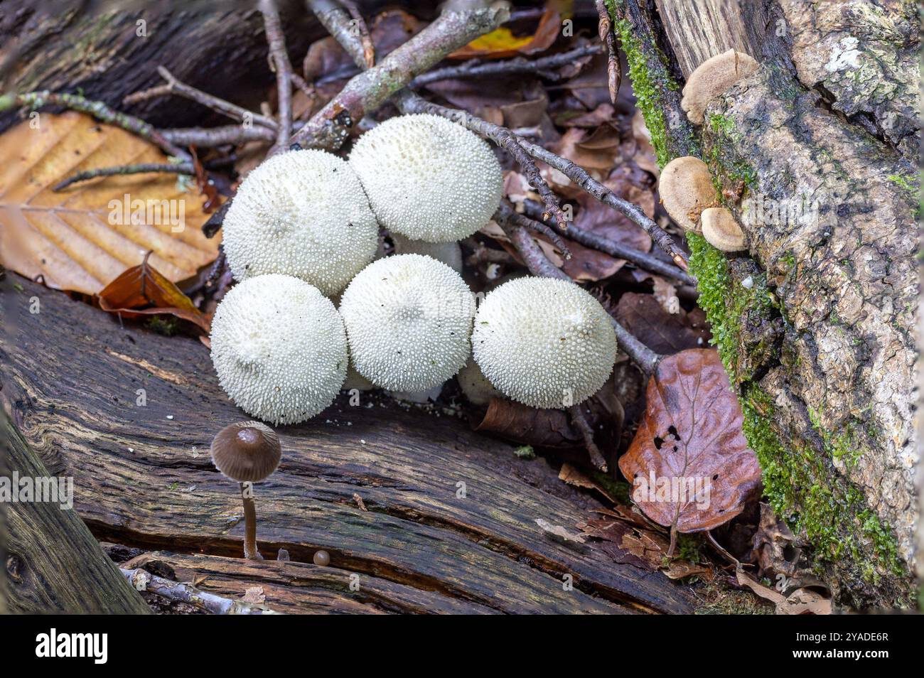 Common Puffball, turkey tail + Nitrous bonnet, New Forest, Hampshire ...