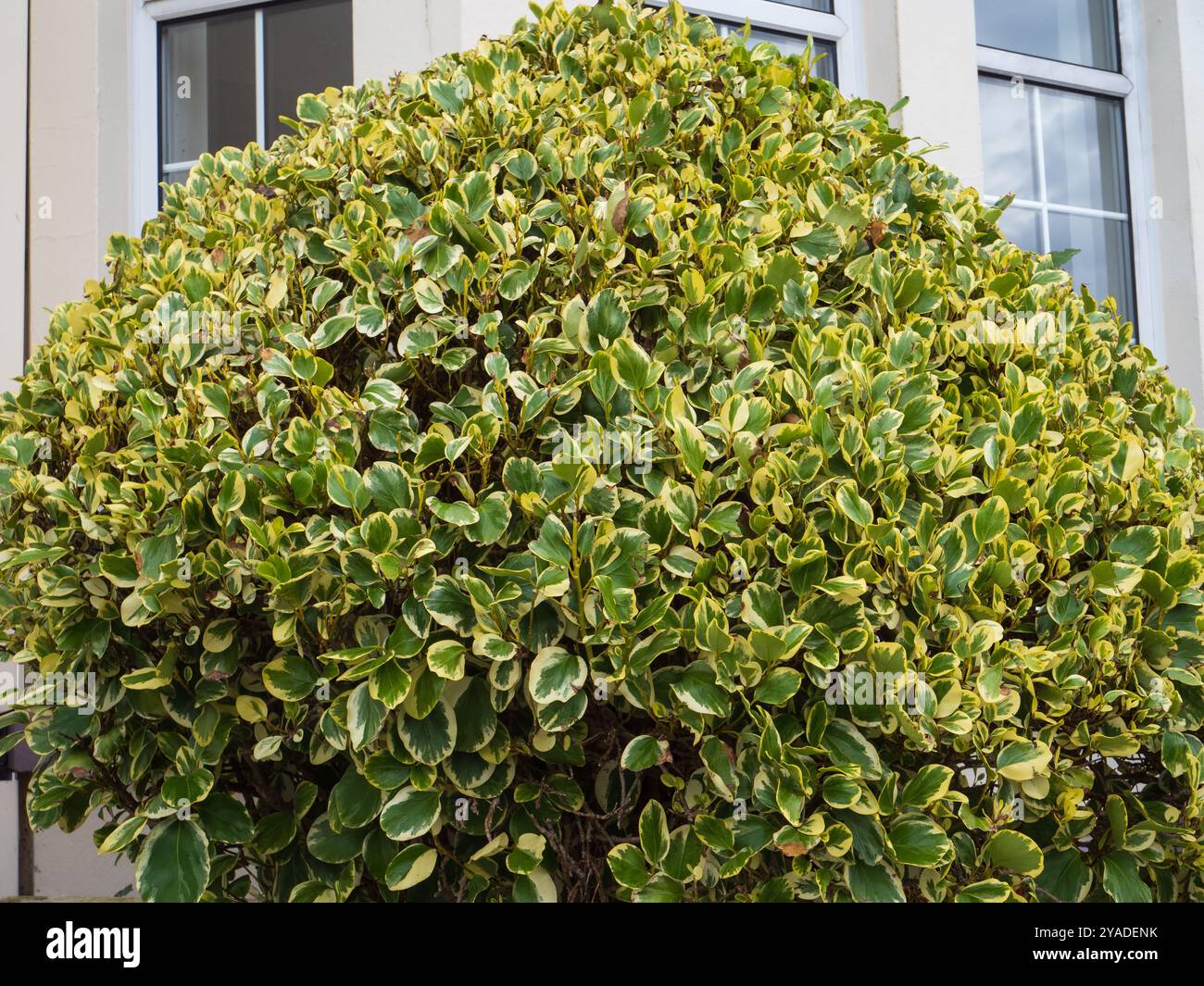 Clipped shrub of the New Zealand half hardy evergreen Kapuka ...