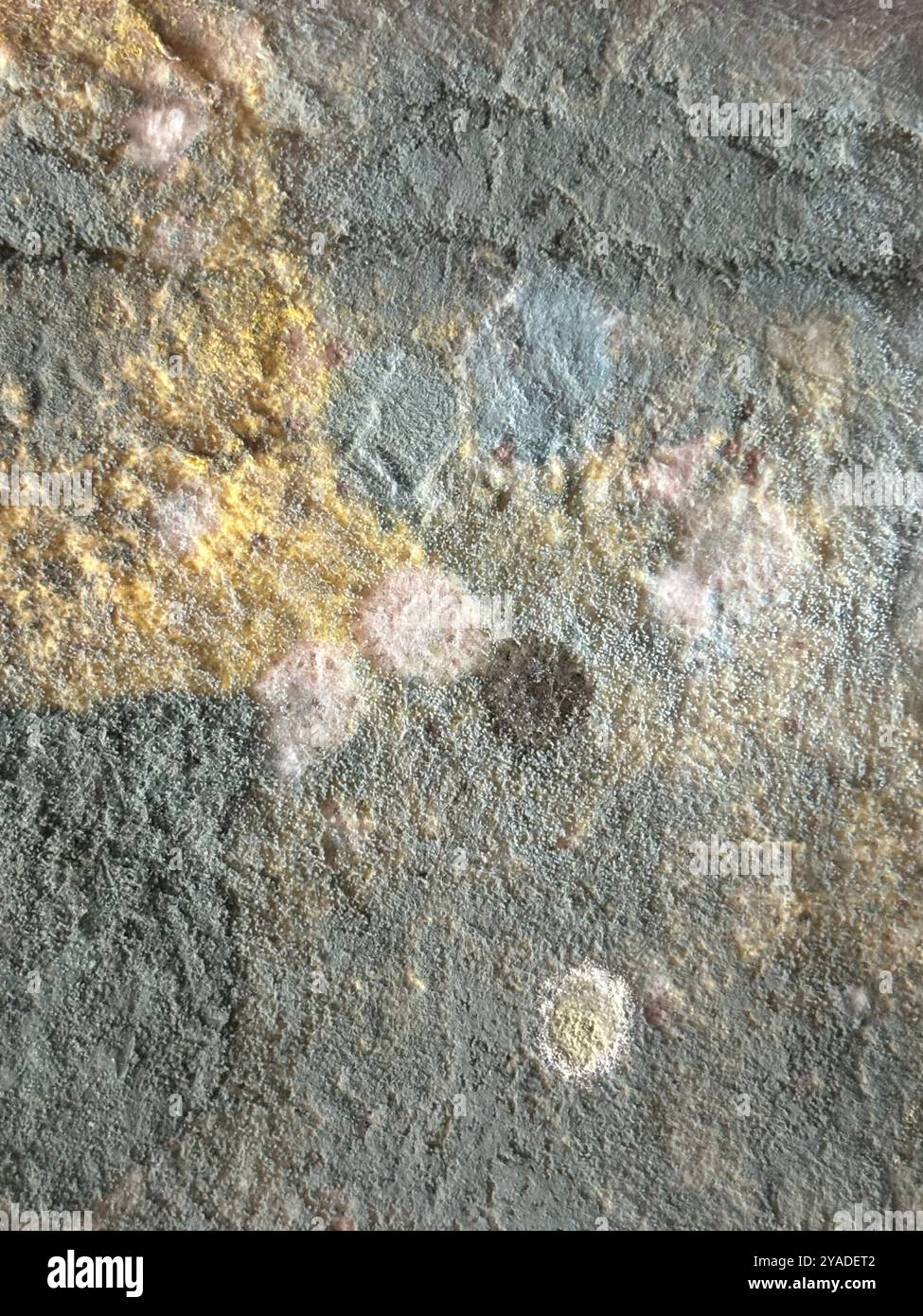 Food mold spore microscope hi-res stock photography and images - Alamy