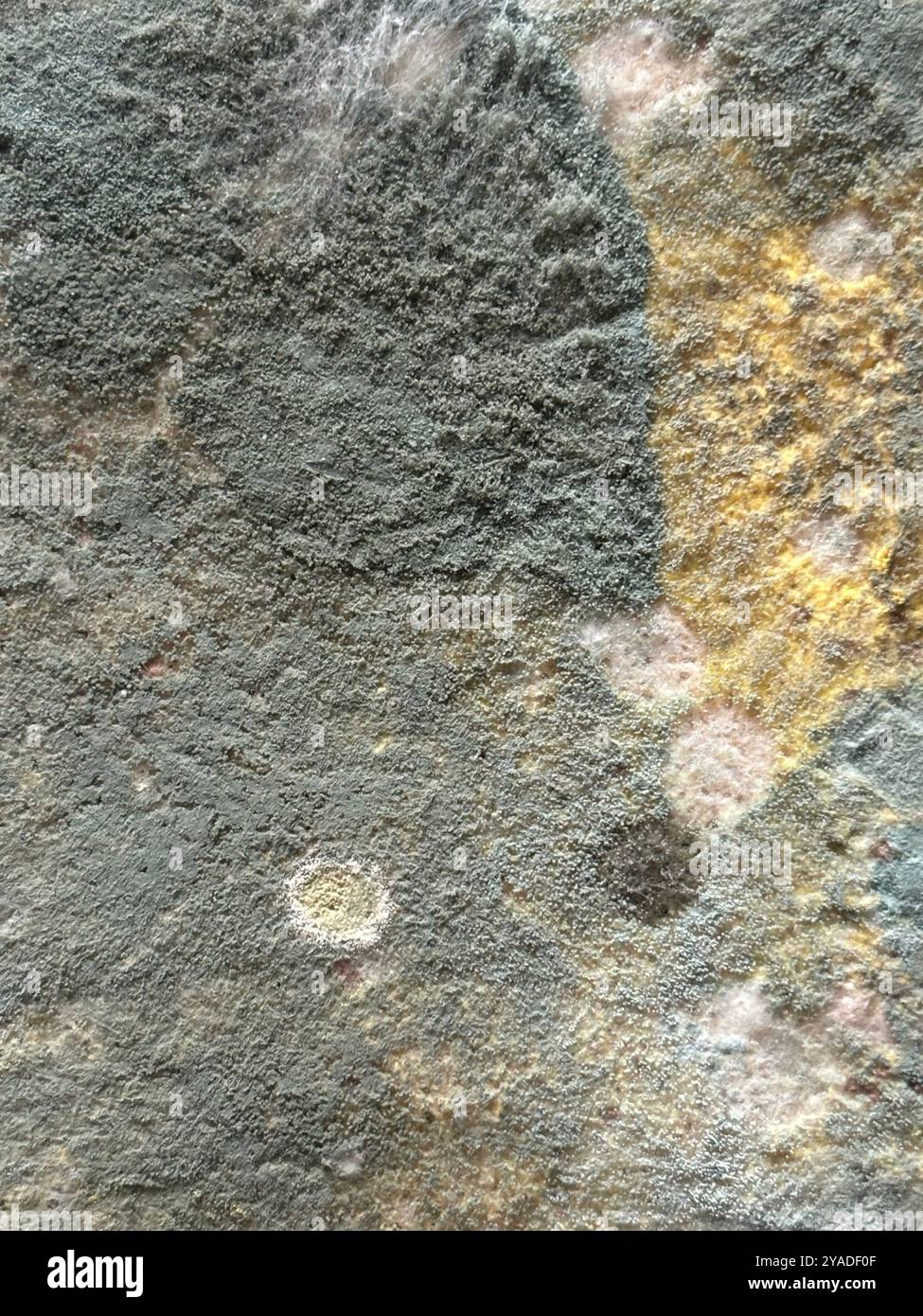Moldy cheese close up penicillin hi-res stock photography and images ...