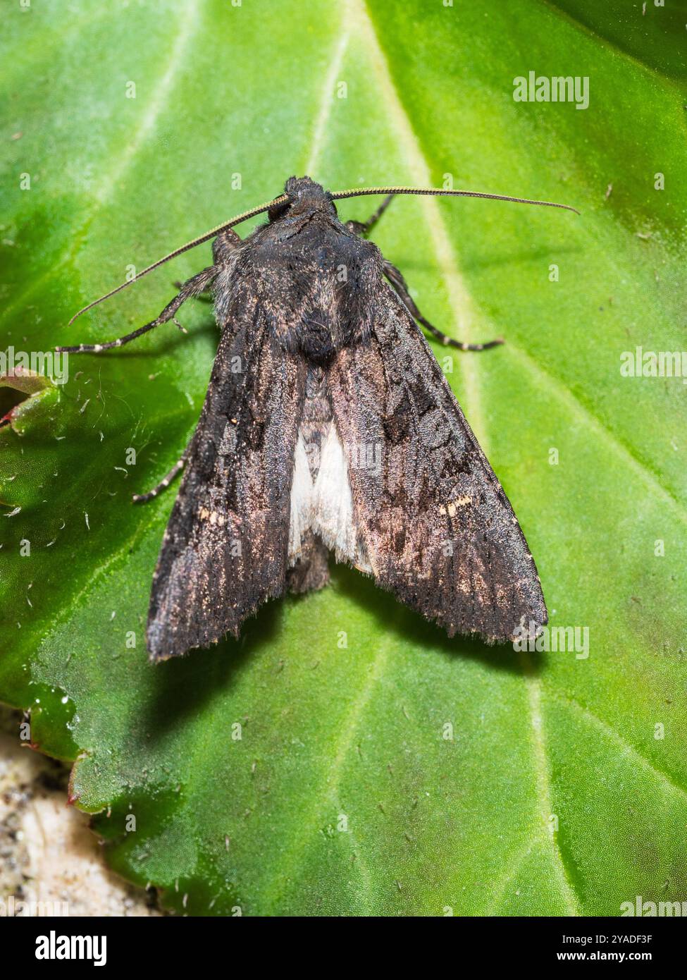 Autumn flying Black Rustic UK moth, Aporophyla nigra, in a Plymouth ...