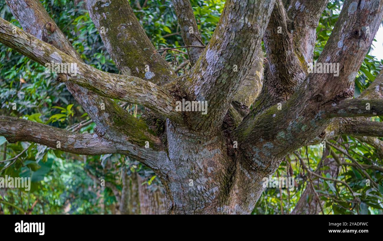 Mango tree dead hi-res stock photography and images - Alamy