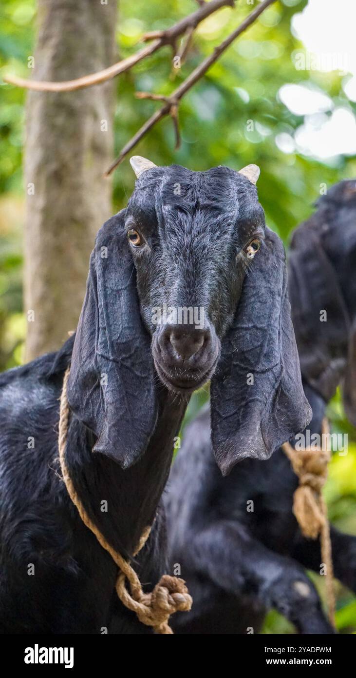 High-quality goat close-up photo. Long-eared goat looking up. An ...
