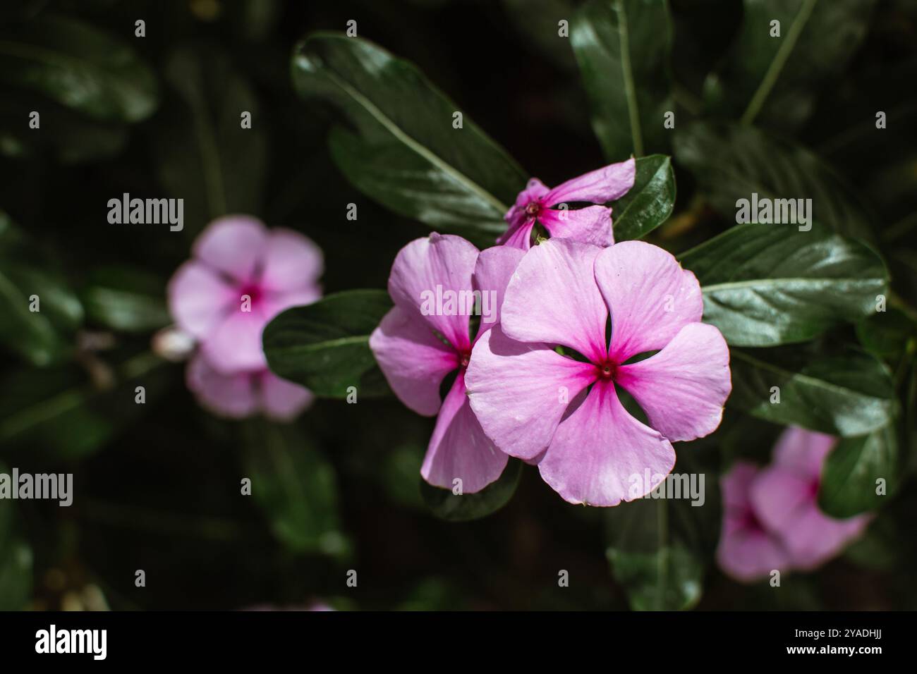Blooming flower of Catharanthus roseus, commonly known as bright eyes ...