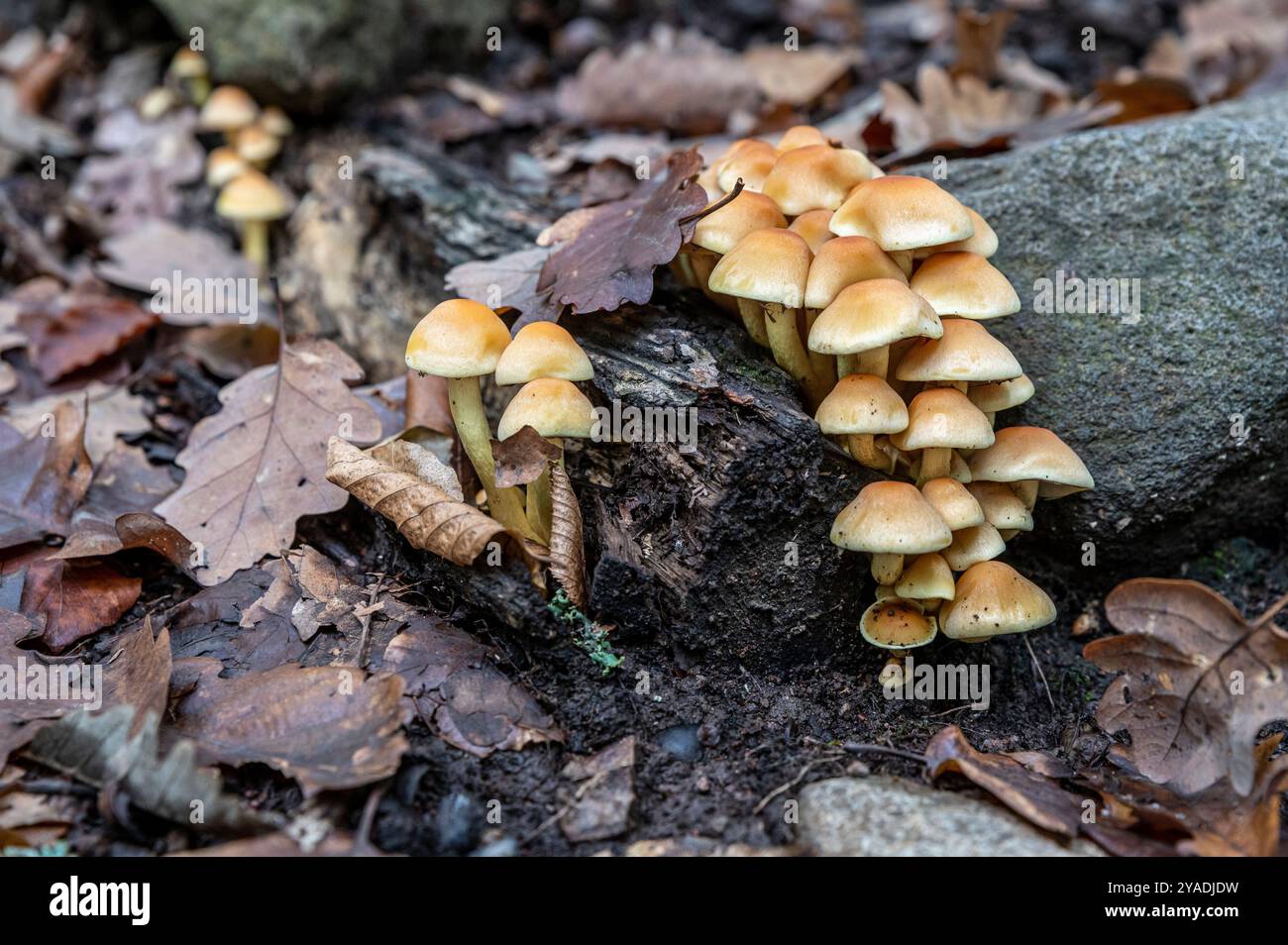 Hypholoma fasciculare mushroom, commonly known as the sulphur tuft or ...