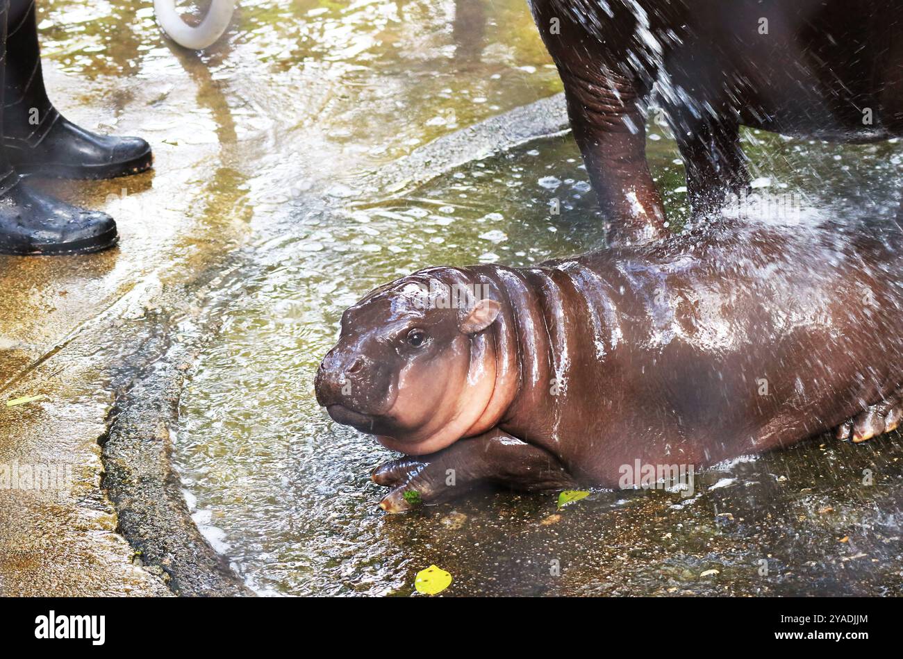 Adorable 2 months old baby Pygmy Hippo being showered by zookeeper ...