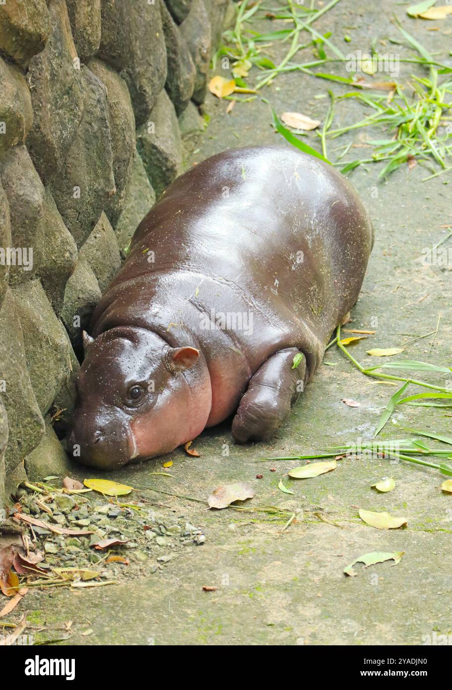 Chubby Baby Pygmy Hippo with some Hipposudoric Acid, Secreted to ...