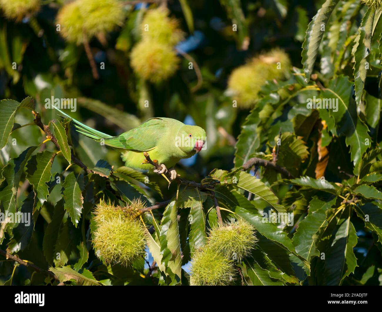 Ring-necked parakeet, Psittacula krameri, Single bird in Sweet chesnut ...