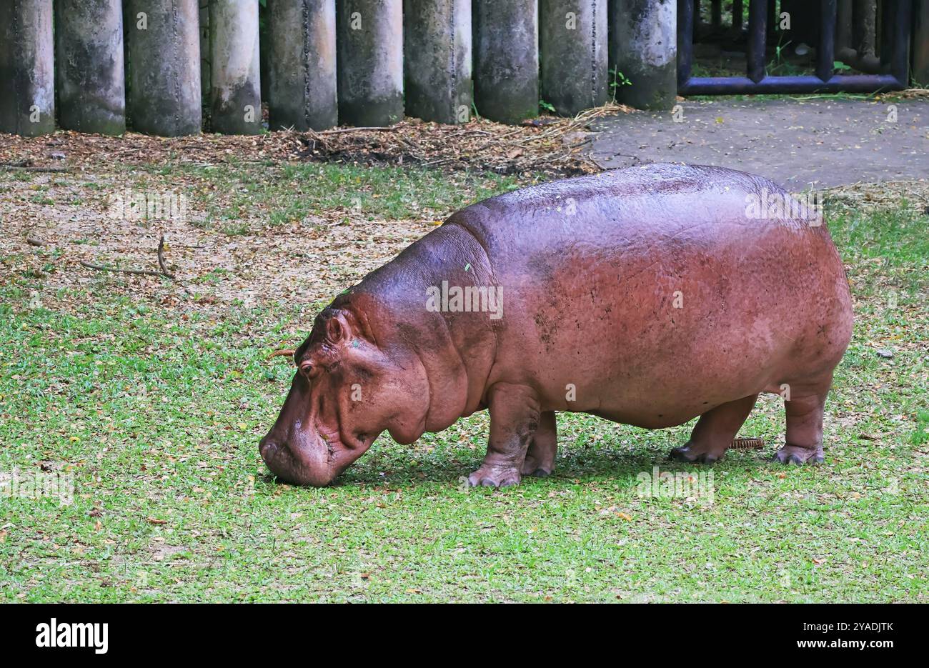 Adult Hippopotamus Relaxing in the zoo, a Common Hippo Native to Sub ...