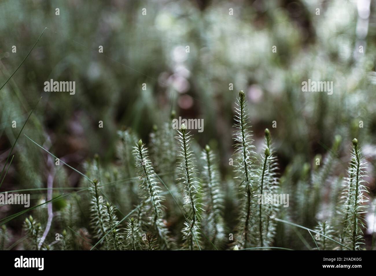 Most ancient plant on the Earth - Lycopodium, also known as ground ...